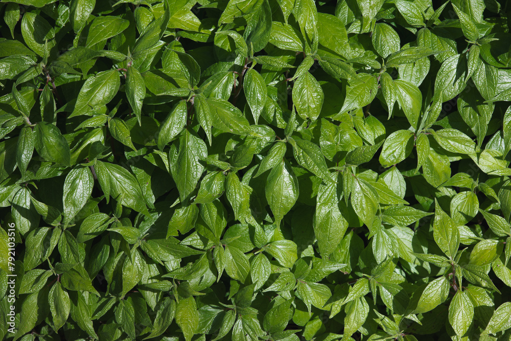 Selective focus of Parietaria officinalis in the dark toned, The ...