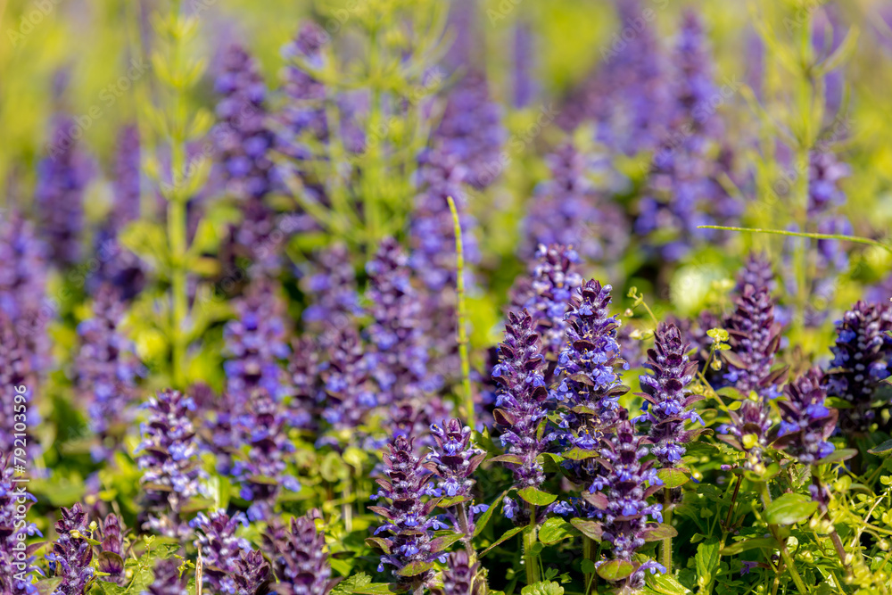Selective focus of purple blue flower in green grass field, Ajuga ...