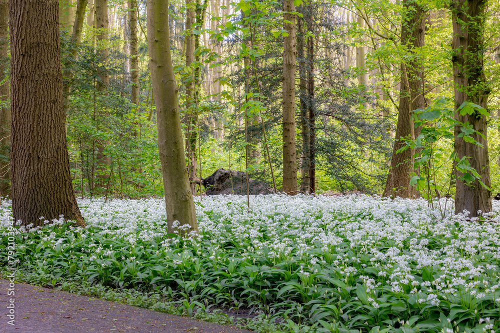 White flowers of Allium ursinum in spring, Ramsons (Daslook) in the ...