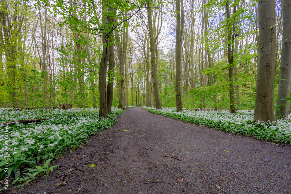 White flowers of Allium ursinum in spring, Ramsons (Daslook) in the ...