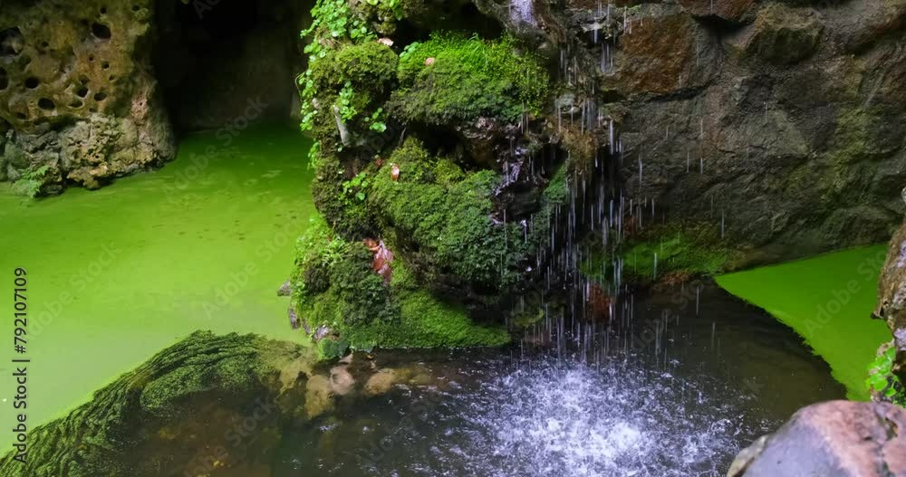 Vidéo Stock Tropical pond with high humidity. Water plants, moss and a ...