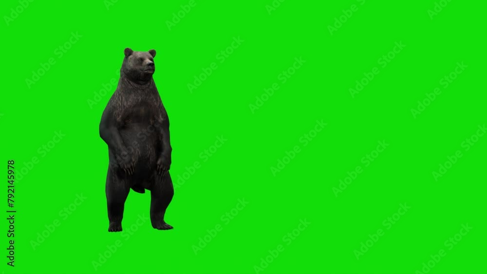 3D character animation of a bear standing still with a green screen ...