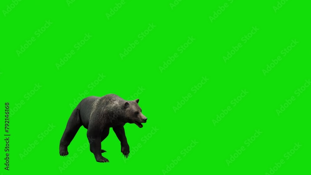 3D character animation of a bear attacking against a green screen ...