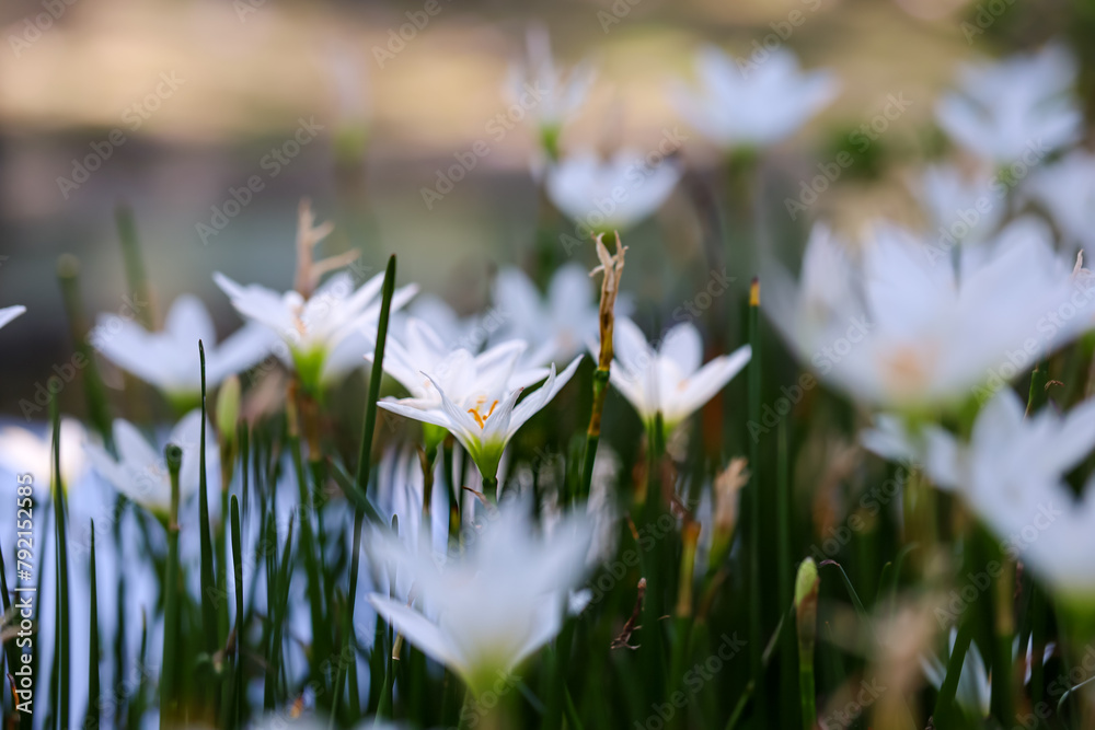Zephyranthes candida flowers, with common names autumn zephyrlily ...