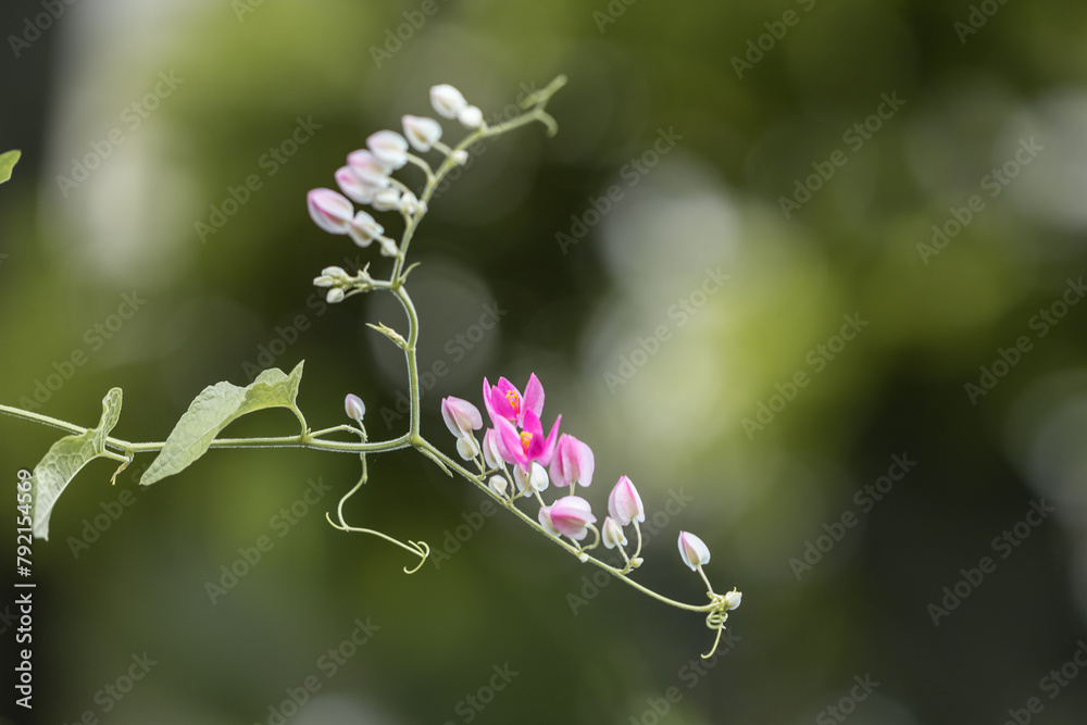 Coral vine in bokeh background, Mexican creeper, Chain of Love, Pink ...