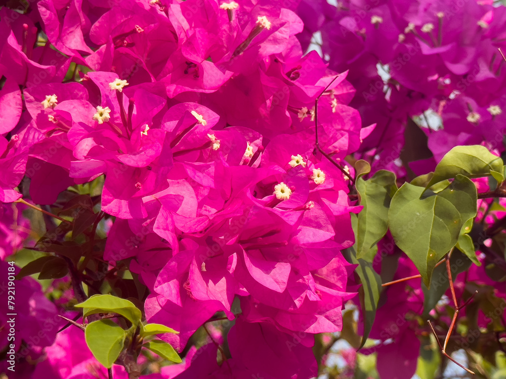 Beautiful blooming paper flower (Bougainvillea glabra) in margenta ...