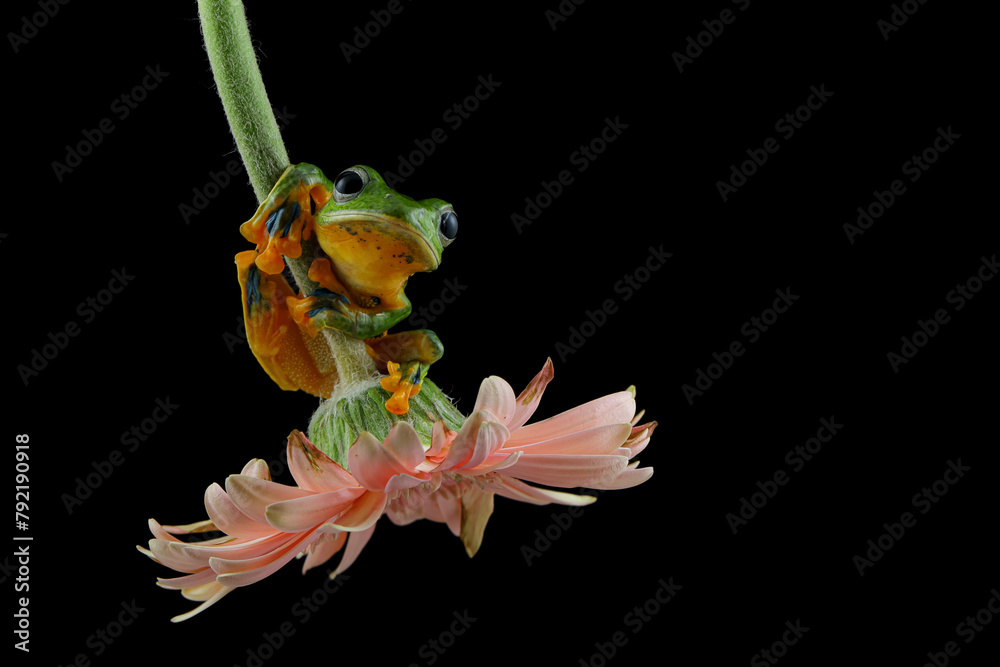 Flying frog sit on flower stalk, beautiful tree frog on pink flower ...