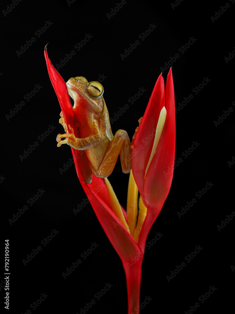 Flying frog sit on red flower bud, beautiful tree frog on branch, rachophorus reinwardtii, Javan ...