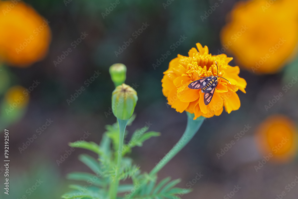 Amata huebneri, the wasp moth, is a moth in the genus Amata of the ...