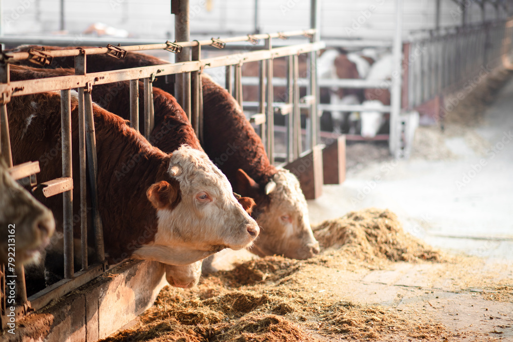 Poster Cattle eat fodder on a modern cattle farm – Muurposter | Europosters