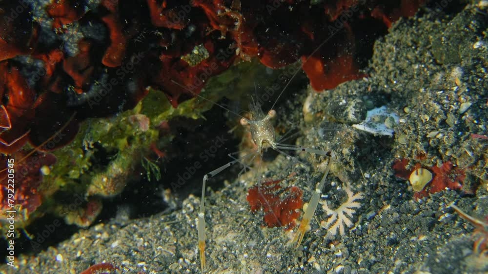 The shrimp swings its long claws and crouches on its legs. Red claw ...