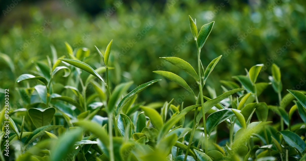 Green tea tree leaves field young tender bud herbal Green tea tree in ...