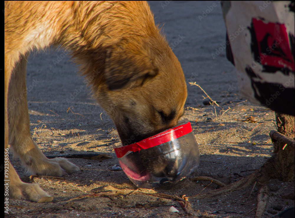 Perro callejero, tomando agua de un trozo de botella plástica. Stock ...