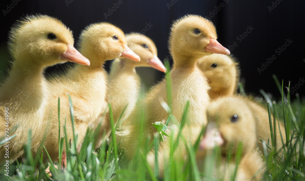 Very cute little ducks in the green grass. Little ducklings only 5.6 ...
