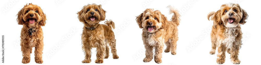 Dog PNG set - standing photo of happy Cavapoo isolated transparent ...