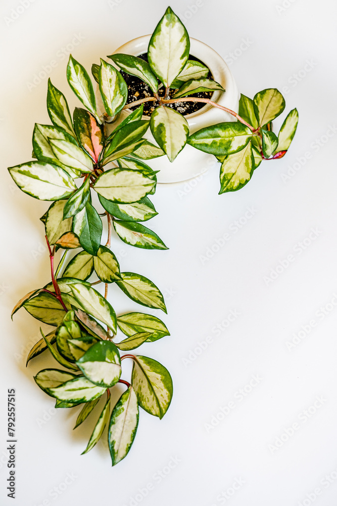 Hoya carnosa plant with shoots, green variegated small leaves in a ...