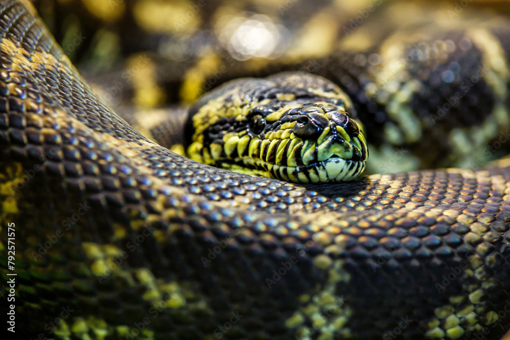 The longest snake in the world - Asia's giant Reticulated Python ...