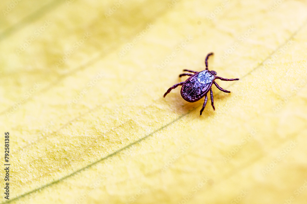 Tick, Ixodida, on the leaf.Adult female tick - Ixodes ricinus.Carrier ...