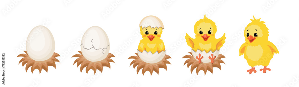Chicken hatching stages from egg cartoon set. Cracked eggshell and ...