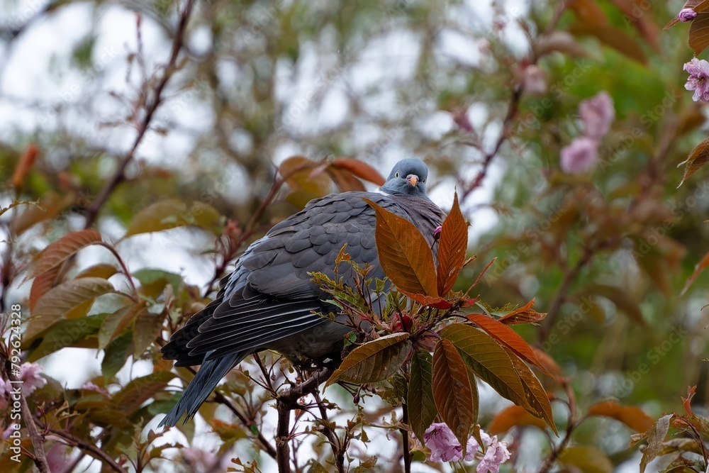 Pigeon ramier,.Columba palumbus, Common Wood Pigeon, pigeons. Beautiful ...