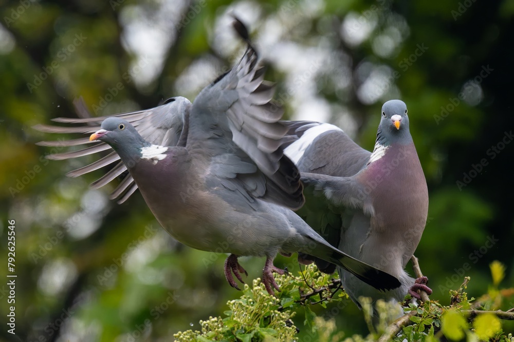 Pigeon ramier,.Columba palumbus, Common Wood Pigeon, pigeons. Beautiful ...