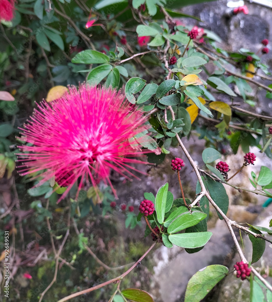 View of Red flowers of a plant with green leaves on a tree. Calliandra ...