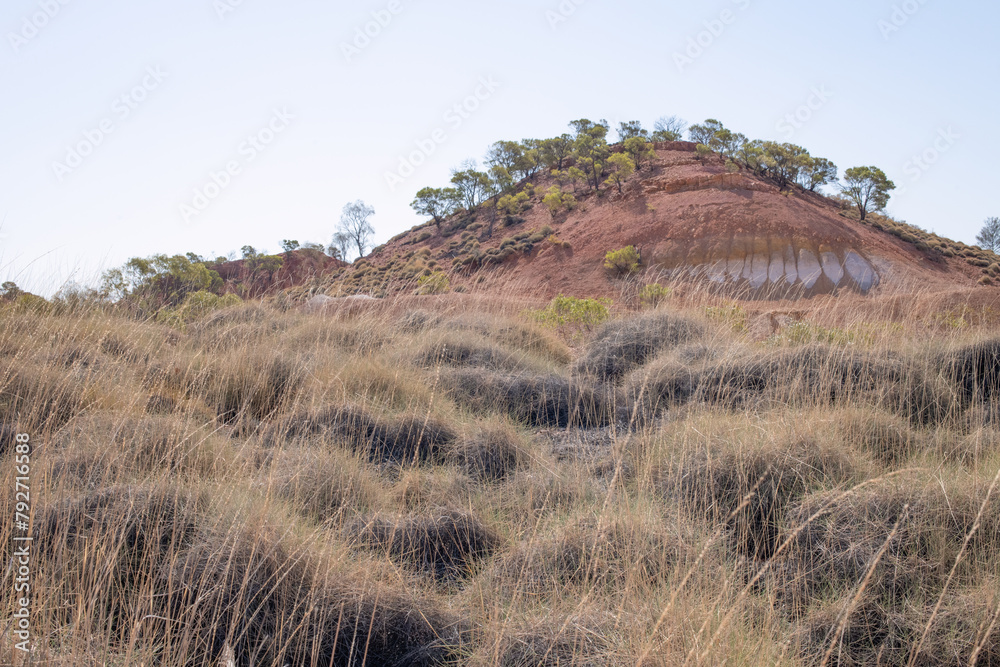 Mitchell grass, astrebla, outback Queensland Australia. Native ...