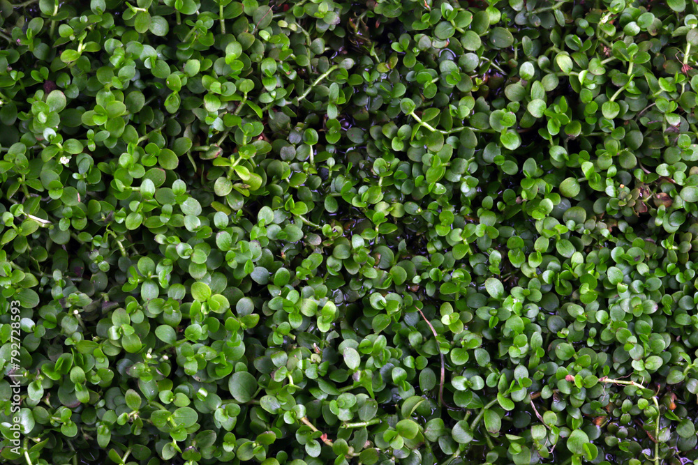 Beautiful aquatic plant monte carlo, Green leaves monte carlo growing ...