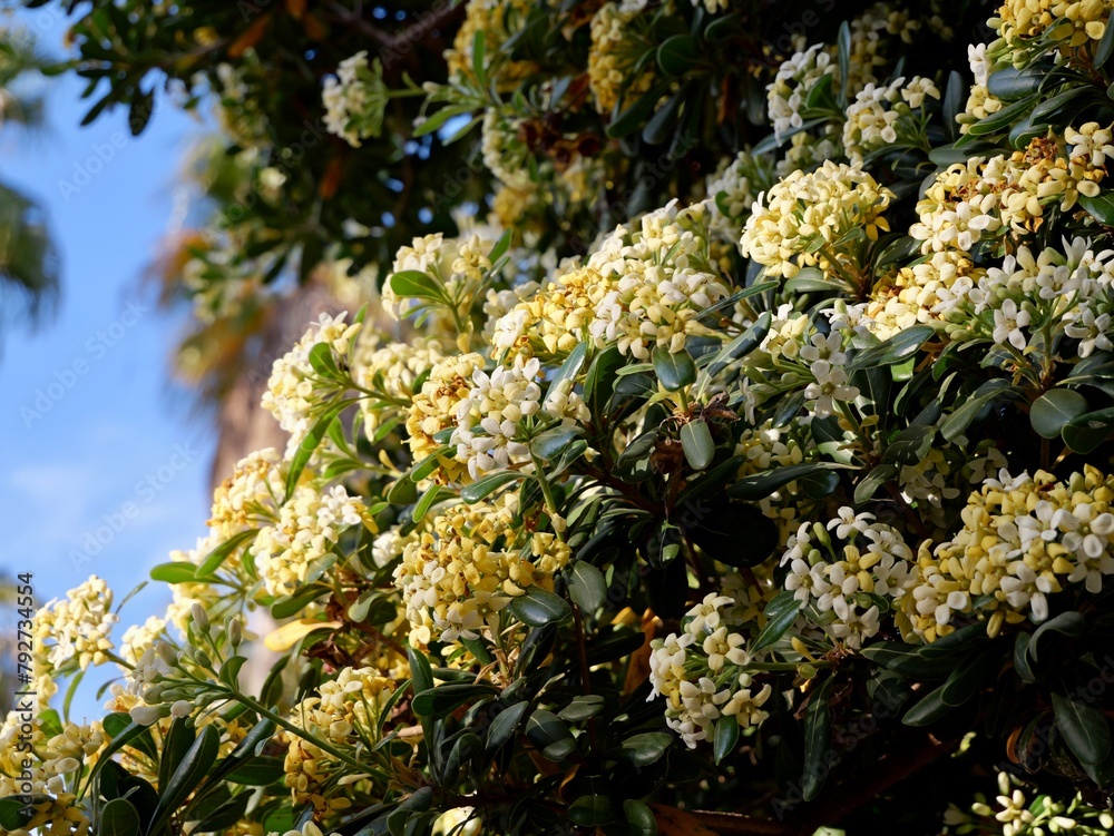 The Australian laurel, Japanese pittosporum, mock orange or Japanese ...