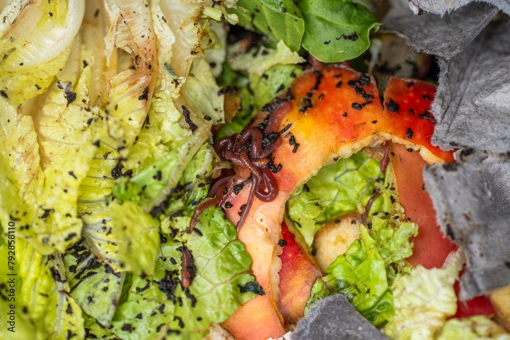 worms in compost pile. making a thermophilic compost with soil biology ...