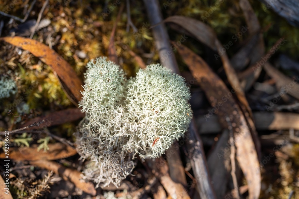 lignin and moss growing on a tree in the forest in the australian bush ...