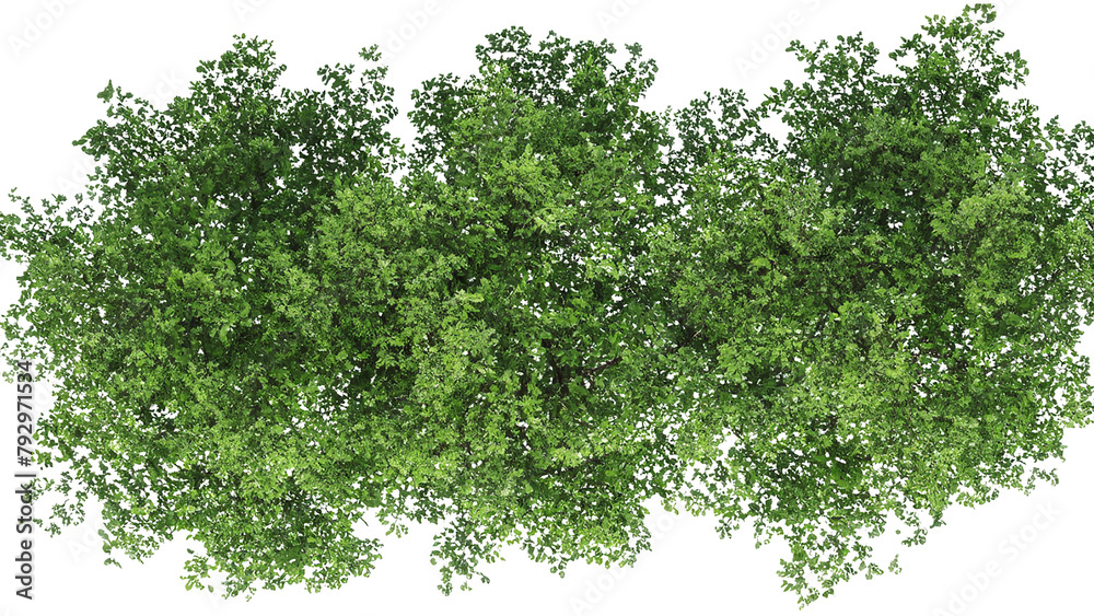 Trees top view, isolated on transparent background Stock Illustration ...