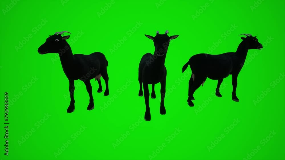 3D animation of the black goat from three different angles to visualize ...