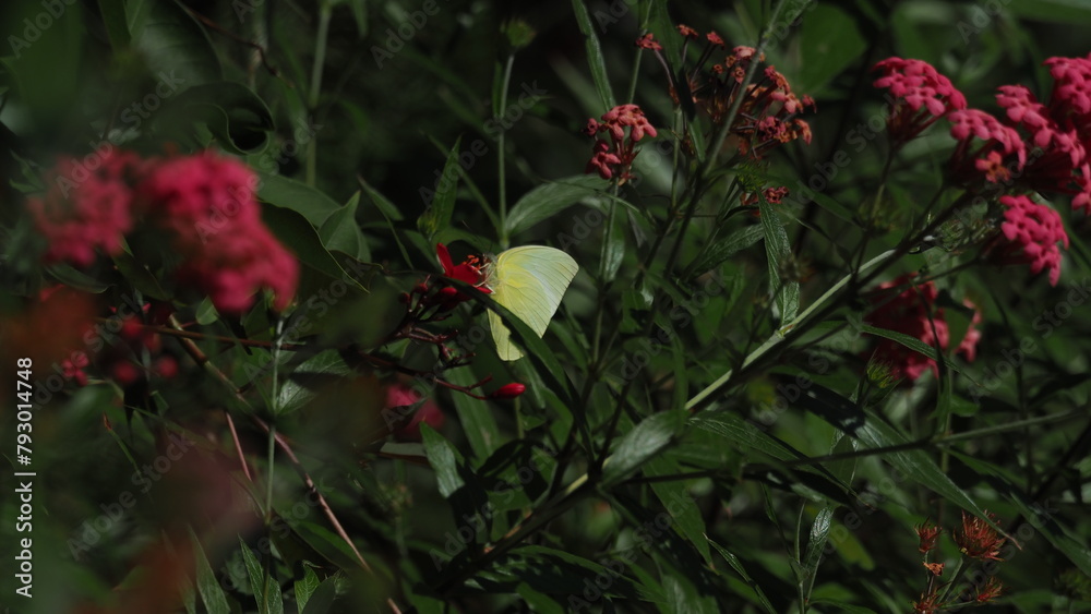 Yellow Emigrant butterfly (Catopsilia pomona) (Common Emigrant) resting ...