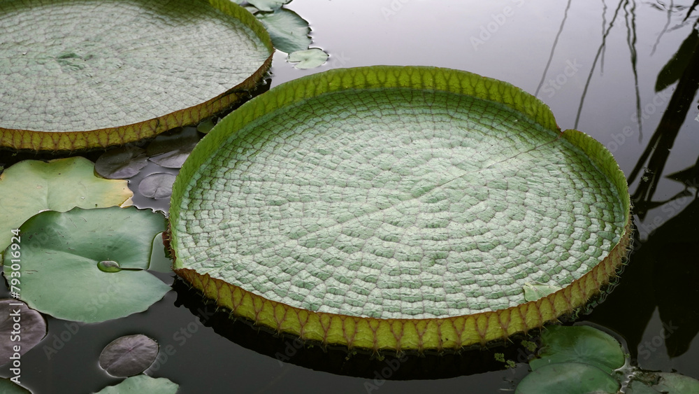 Aquatic plants. Closeup view of Victoria cruziana, also known as Irupe ...