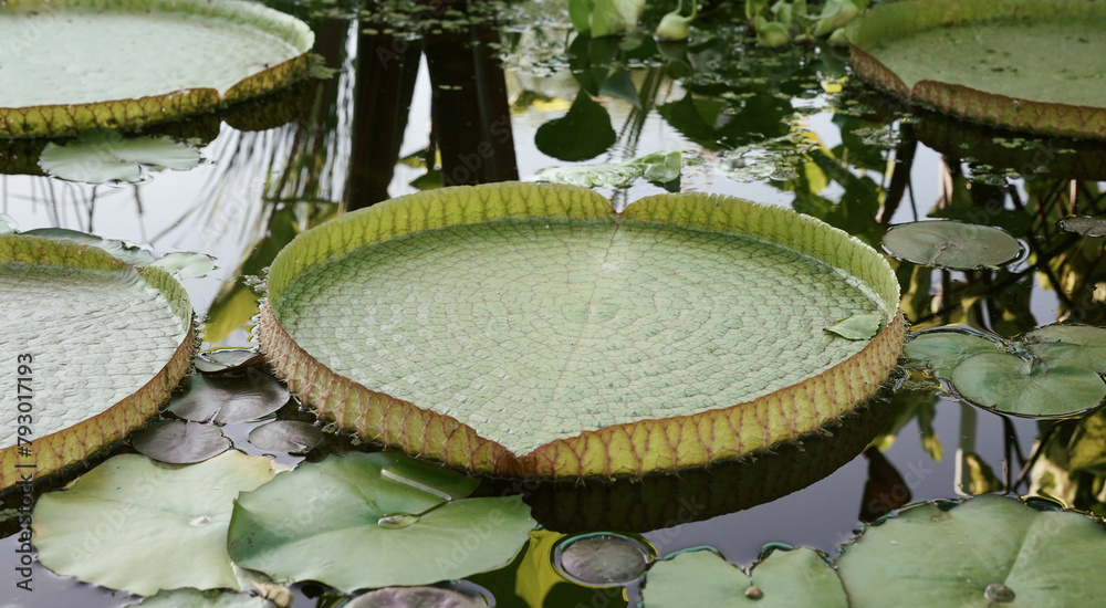Aquatic plants. Closeup view of Victoria cruziana, also known as Irupe, giant waterlily green ...