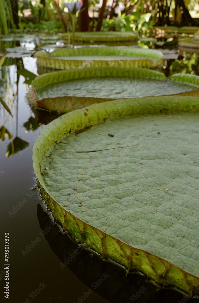 Aquatic plants. Closeup view of Victoria cruziana, also known as Irupe ...
