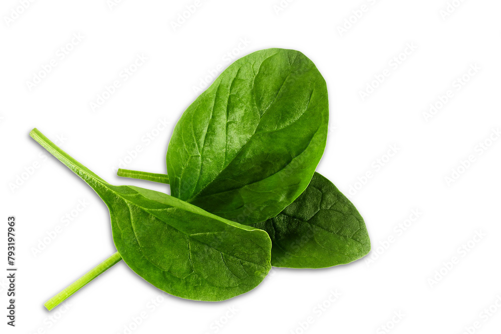 garden fresh green leafy vegetable spinach leaf also known in india as ...