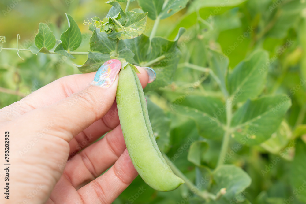 Ripe green pea pods grow on the farm. Harvesting green fresh pods ...