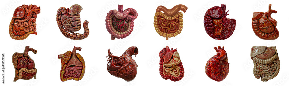 Variety of human stomach anatomy models for educational use cut out png ...