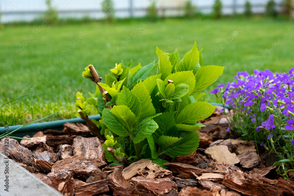 Young hydrangea macrophylla bush decorated with garden bark with green ...