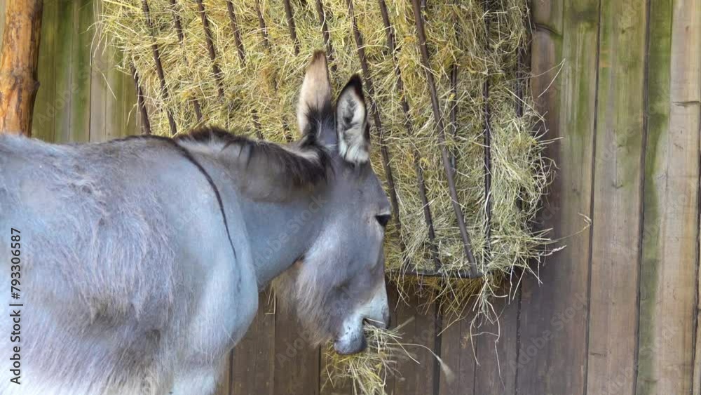 Donkey or ass (Equus africanus asinus) is a domesticated member of the ...