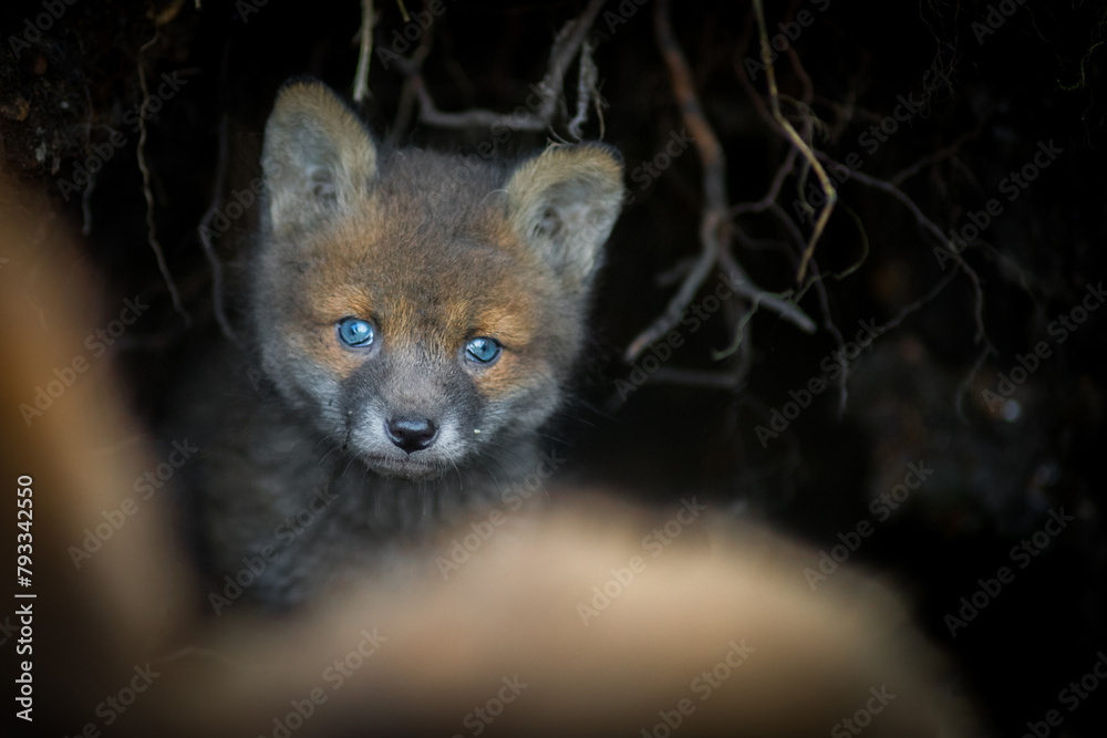 Cute young red fox cub coming out of a den in forest in springtime. Red ...
