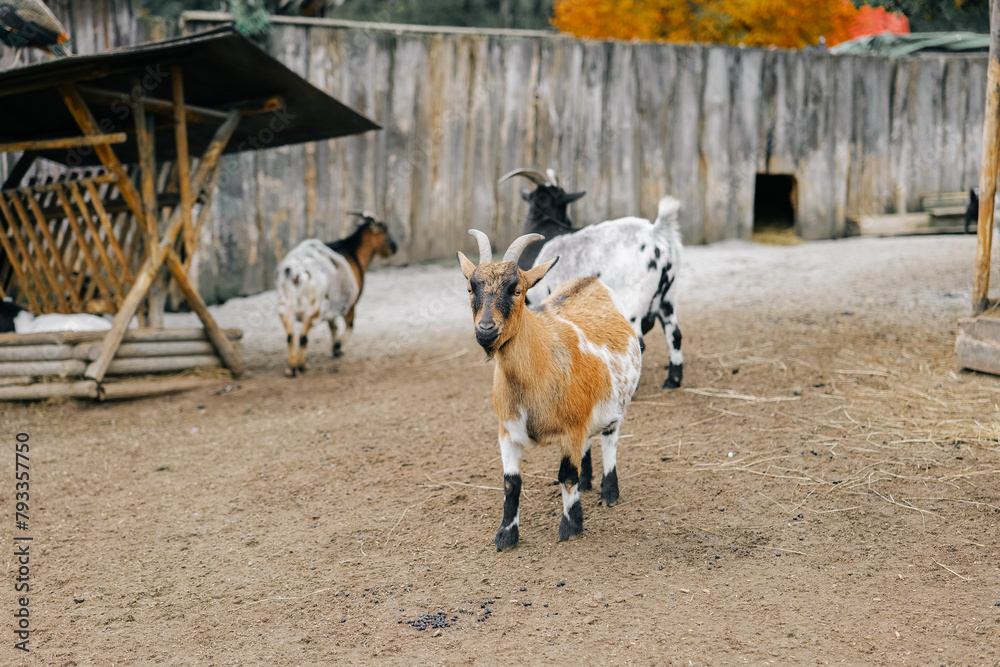 Goats at the feeder.Growing and breeding goats.Livestock and farming ...