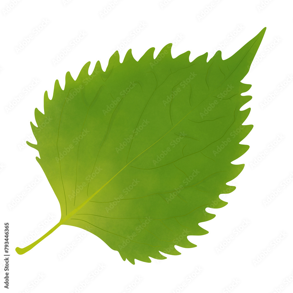 Shiso, perilla. Fresh green oba leaf. Sesame Leaf. Japanese vegetable ...