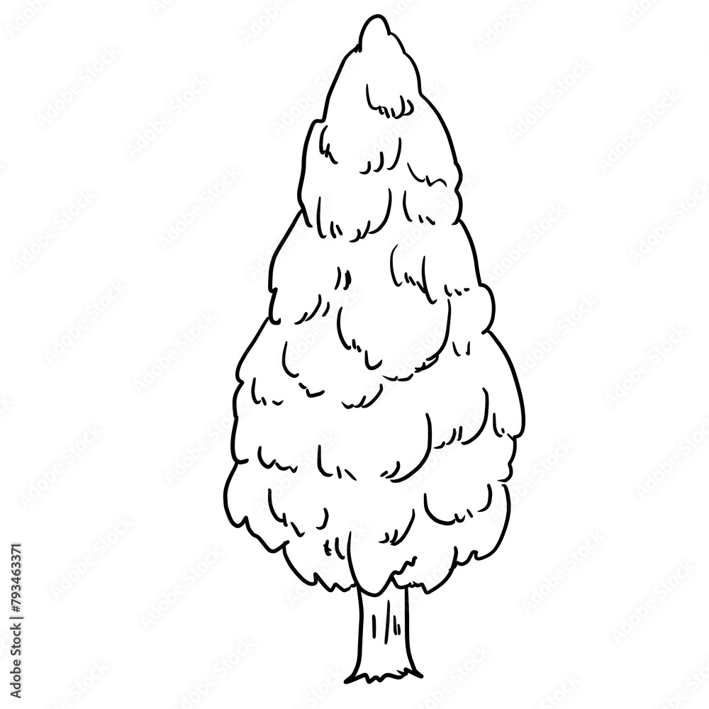 Simple and realistic line drawing of cedar Stock Illustration | Adobe Stock