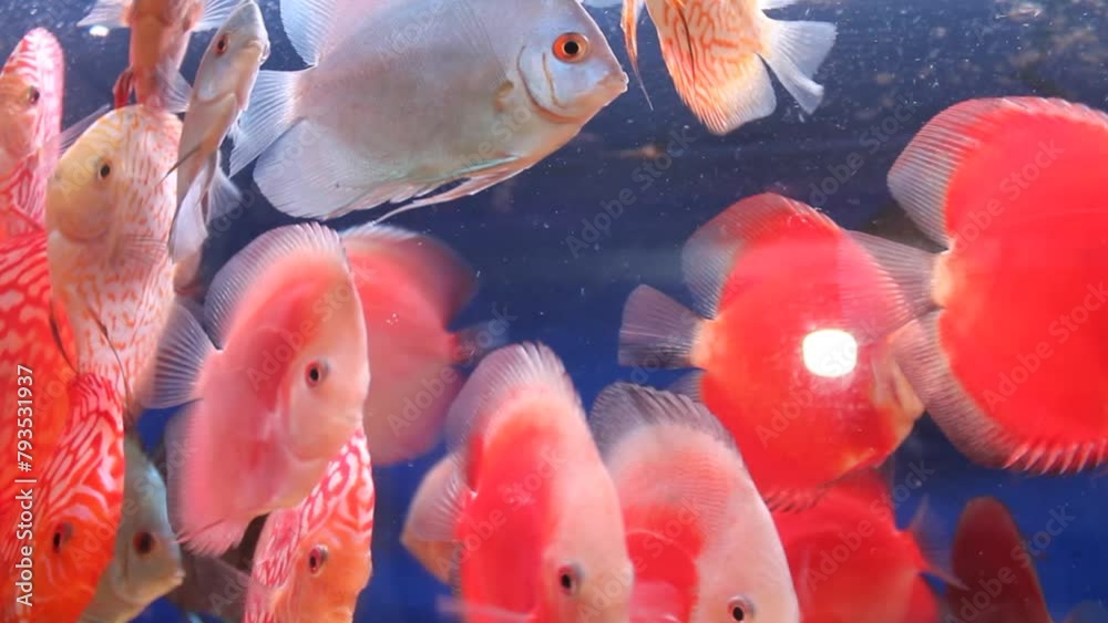 Many schools of colorful discus fish in aquariums are for sale at the ...