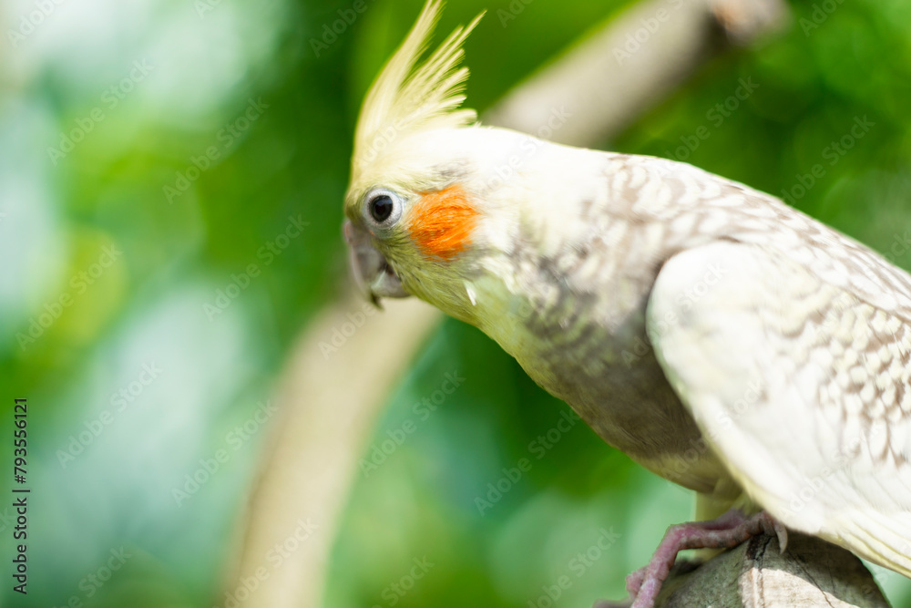 yellow spots on the ventral surface of the primary flight feathers of their wings,Nymphicus ...