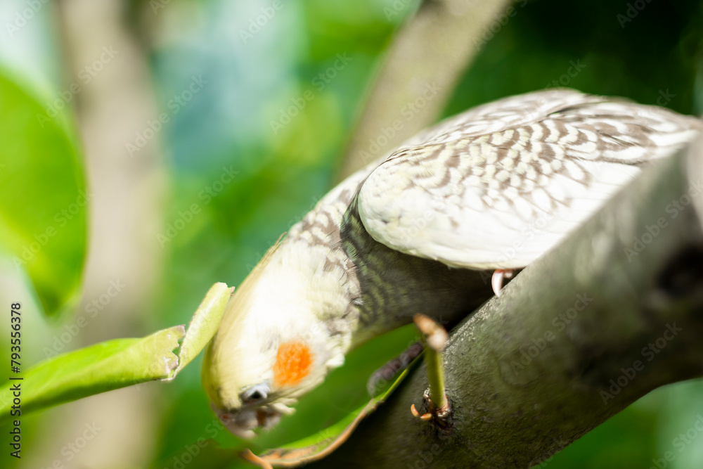 yellow spots on the ventral surface of the primary flight feathers of ...