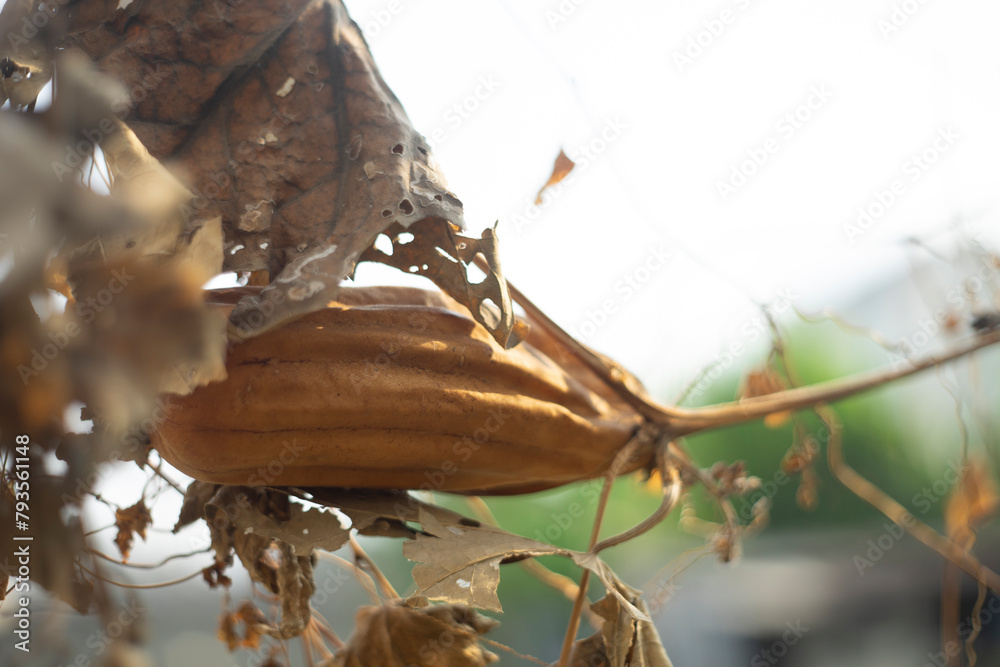 Luffa cylindrica,Luffa cylindrica (Sponge gourd, dry loofah, Vegetable ...